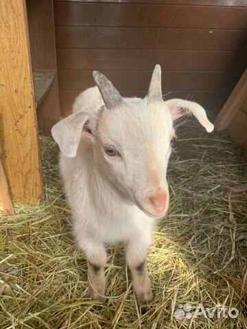 Козы. козлята