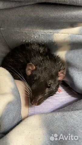 Крыса дамбо