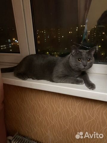 Британский кот