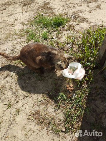 Кот ждёт помощи