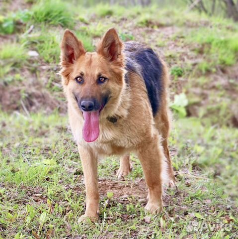 Собака Липа в добрые руки