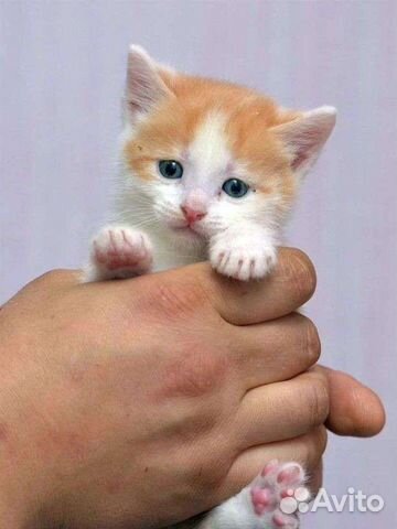 Рыжий котёнок в добрые руки