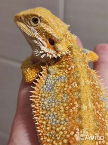 Бородатая агама