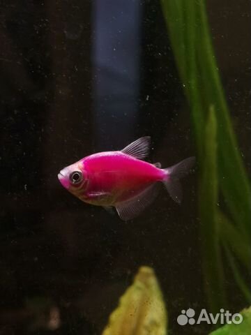 Три тернеции Glofish