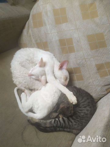 Корниш-рекс три котёнка
