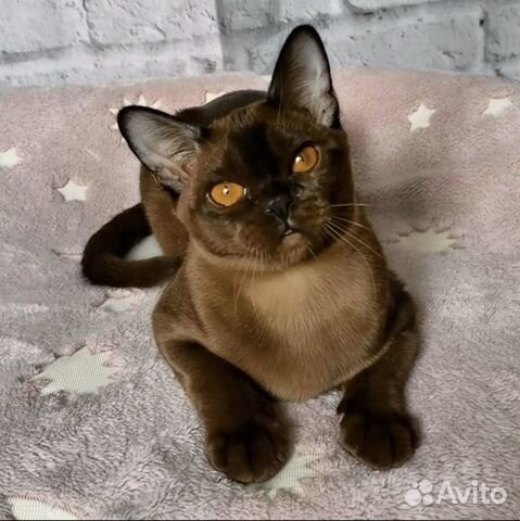 Котятки европейской бурмы