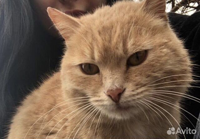 Добрыня ищет дом