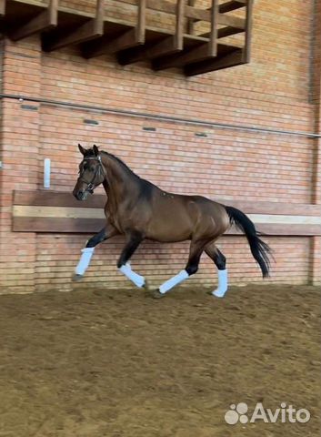 Лошадь в продаже