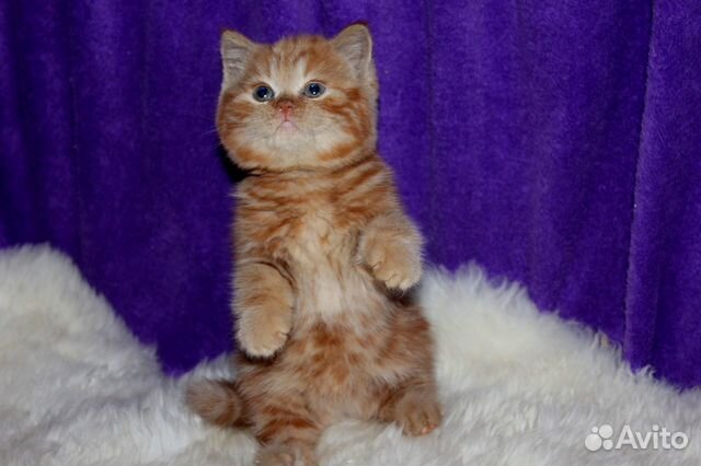 Красные мраморные клубные котята