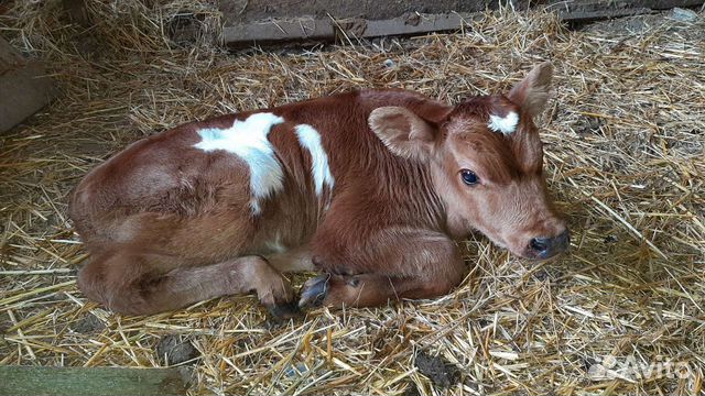 Телёнок (бычок)