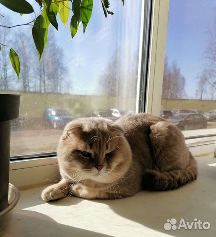 Кот шотландский