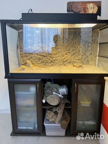 Бородатая агама с террариумом