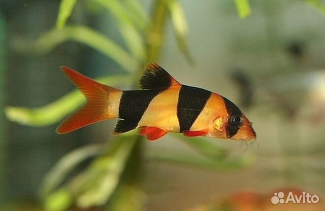 Отдадим 3 аквариумных рыбок в самые добрые руки