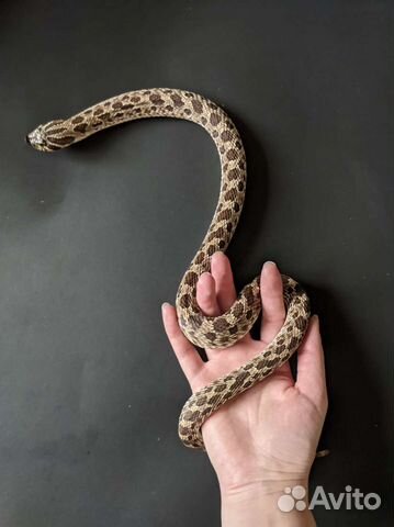 Свиноносый уж самка