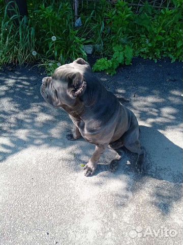 Кобель вязка кане корсо