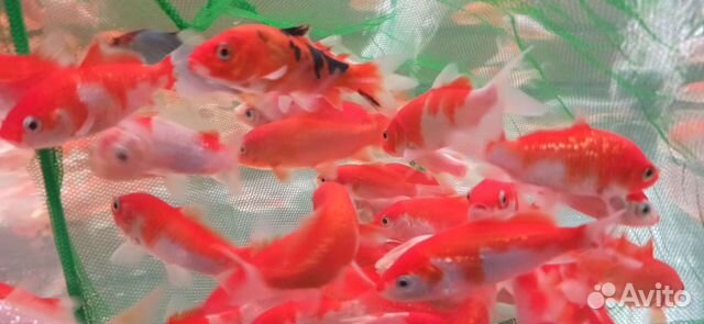 Малек карпа кои