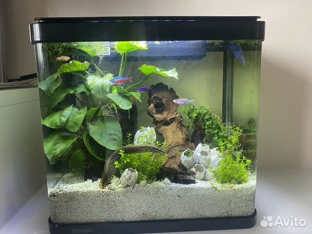 Аквариум 35 литров с живыми растениями и рыбками
