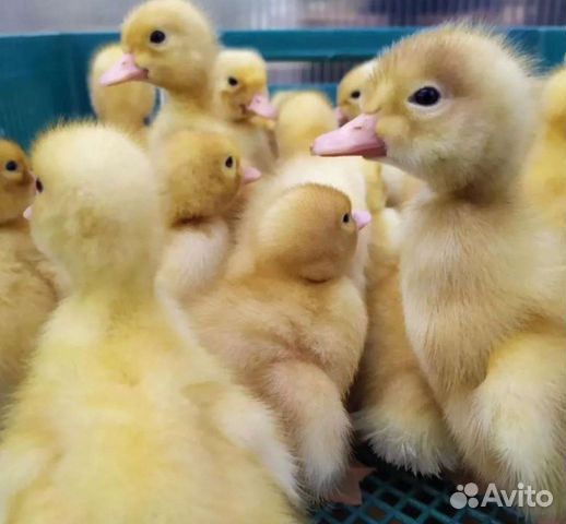 Утята суточные стар 53