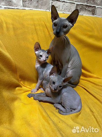 Котята донского сфинкса