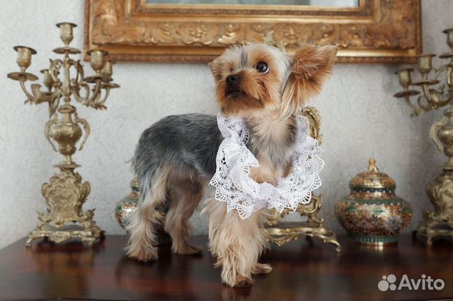 Кобель на связку Иоркширский терьер