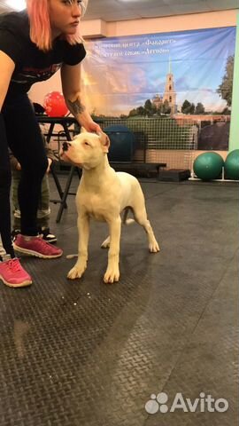 Щенки аргентинского дога