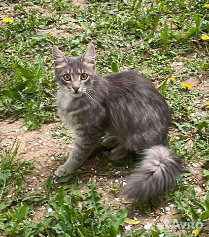 Котёнок