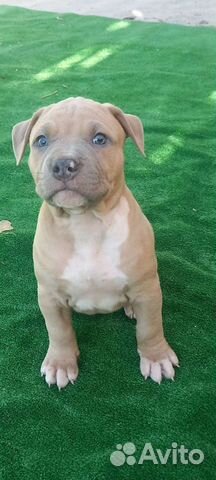 Американский булли xl кобель