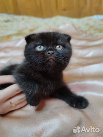 Шотландские вислоухие котята