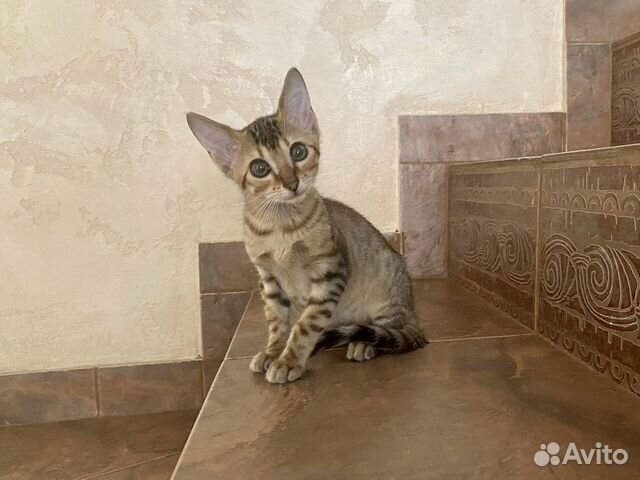 Египетская мау бронза котик Архимед