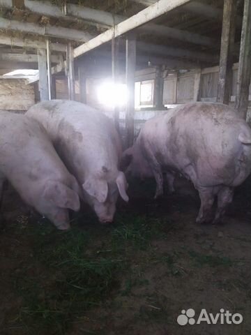 Продаются свиноматки