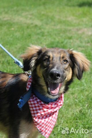 Пёс Хасан страдает без человека в приюте