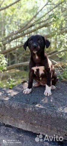 Фея ищет дом