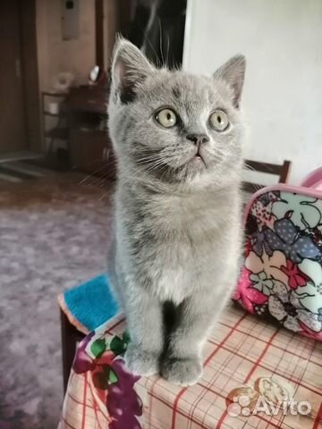 Шотландские котята