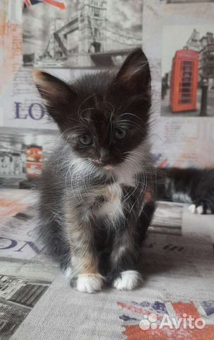 Кошка