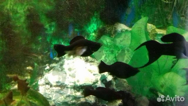 Молинезии черные