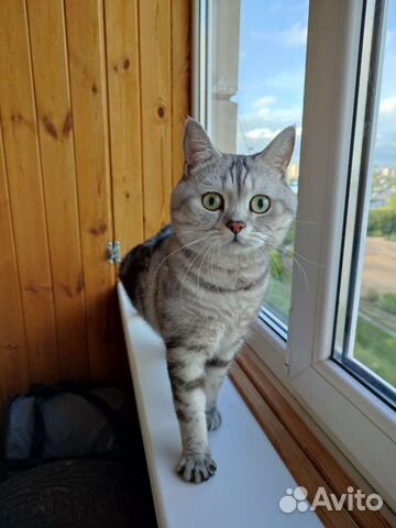 Кот Британский полосатый