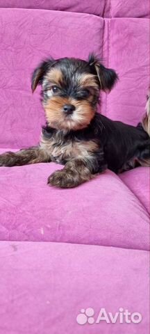 Йоркширский терьер,йорики, щенки