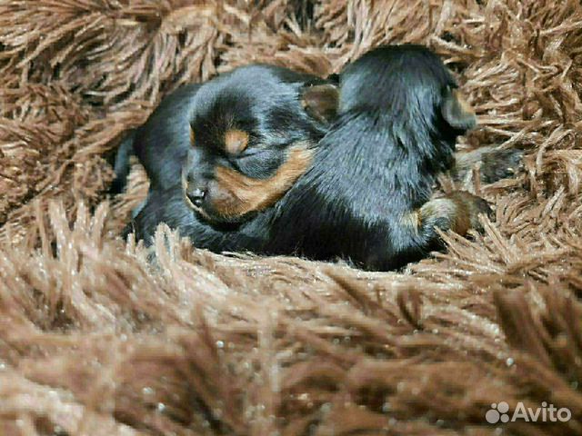 Йорки детки)