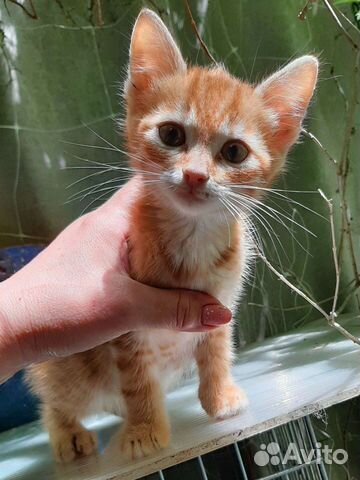 Котенок.мальчик