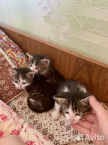 Котята 3 штуки мальчики