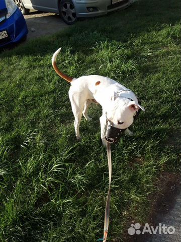 Вязка стаффордширский терьер бесплатно