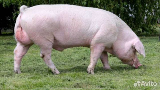 Семя хряков