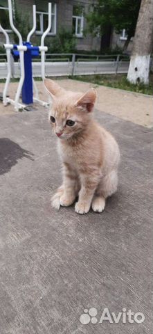 Котёнок в добрые руки