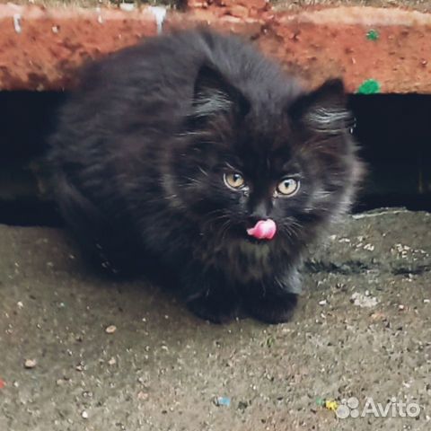 Черный пушистый котенок