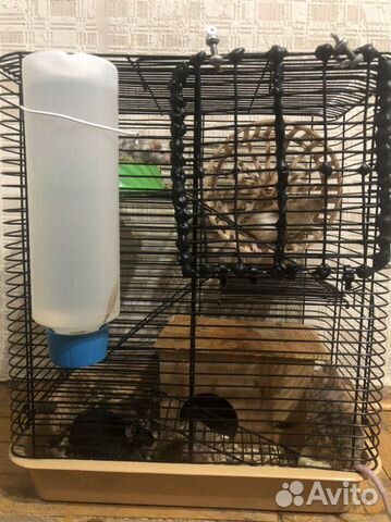 Мыши бесплатно