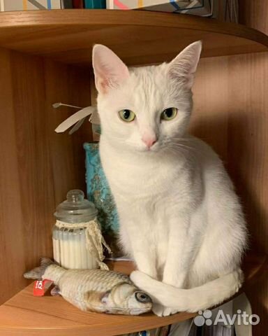 Кошка метис, 2 года