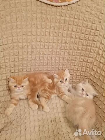 Кошки