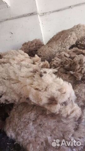 Шерсть овец