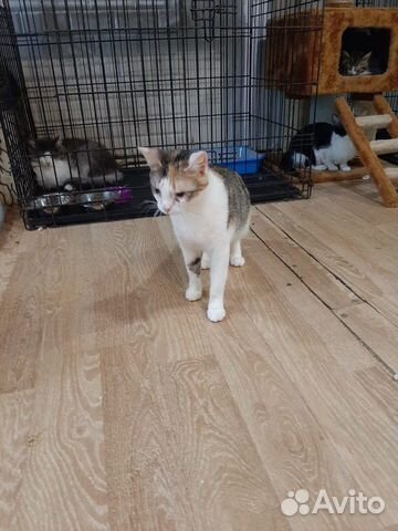 Особенные котятки