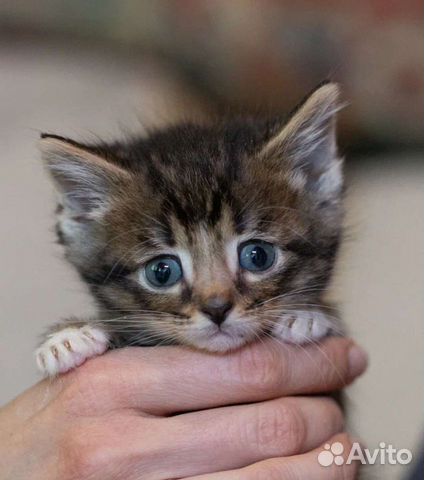 Котенок Сильвер 1,5 мес. в добрые руки